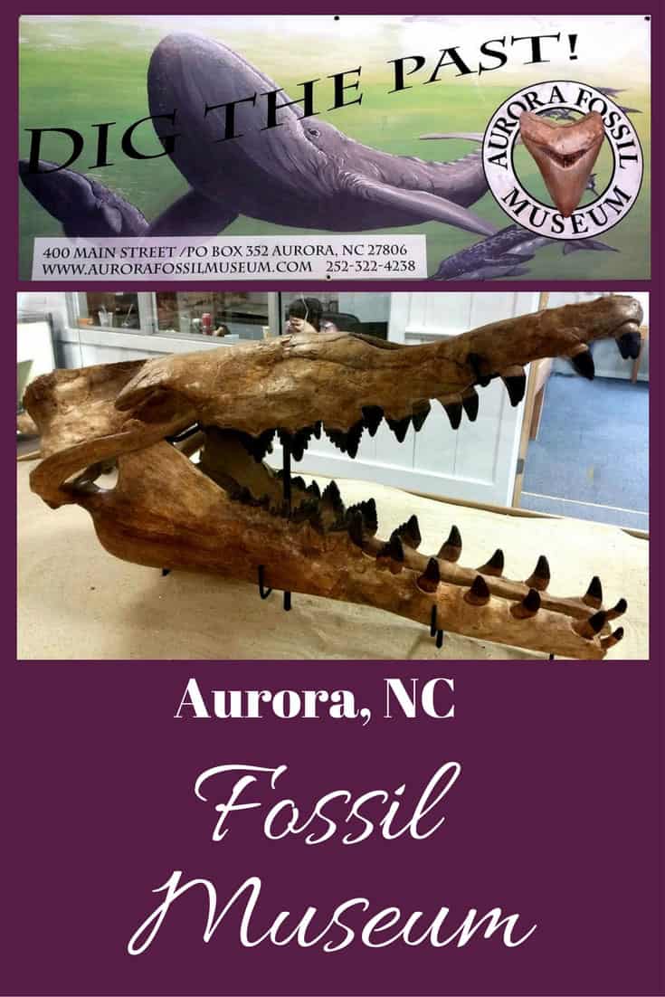 Fossil hunting in eastern NC at the Aurora Fossil Museum