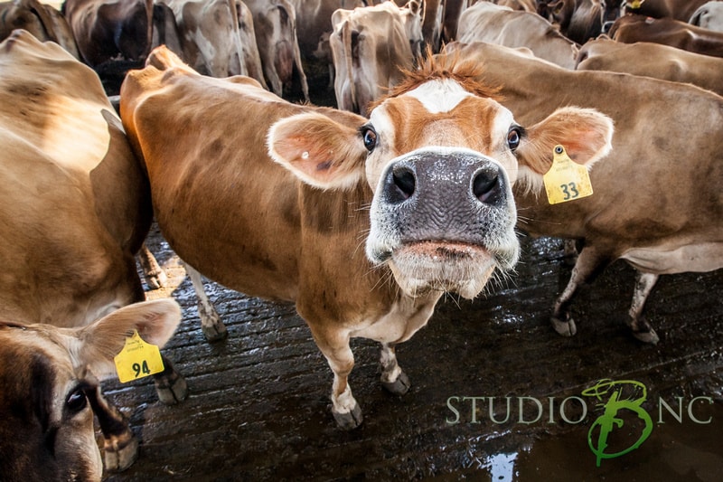 North Carolina dairy Simply Natural Creamey in Snow Hill