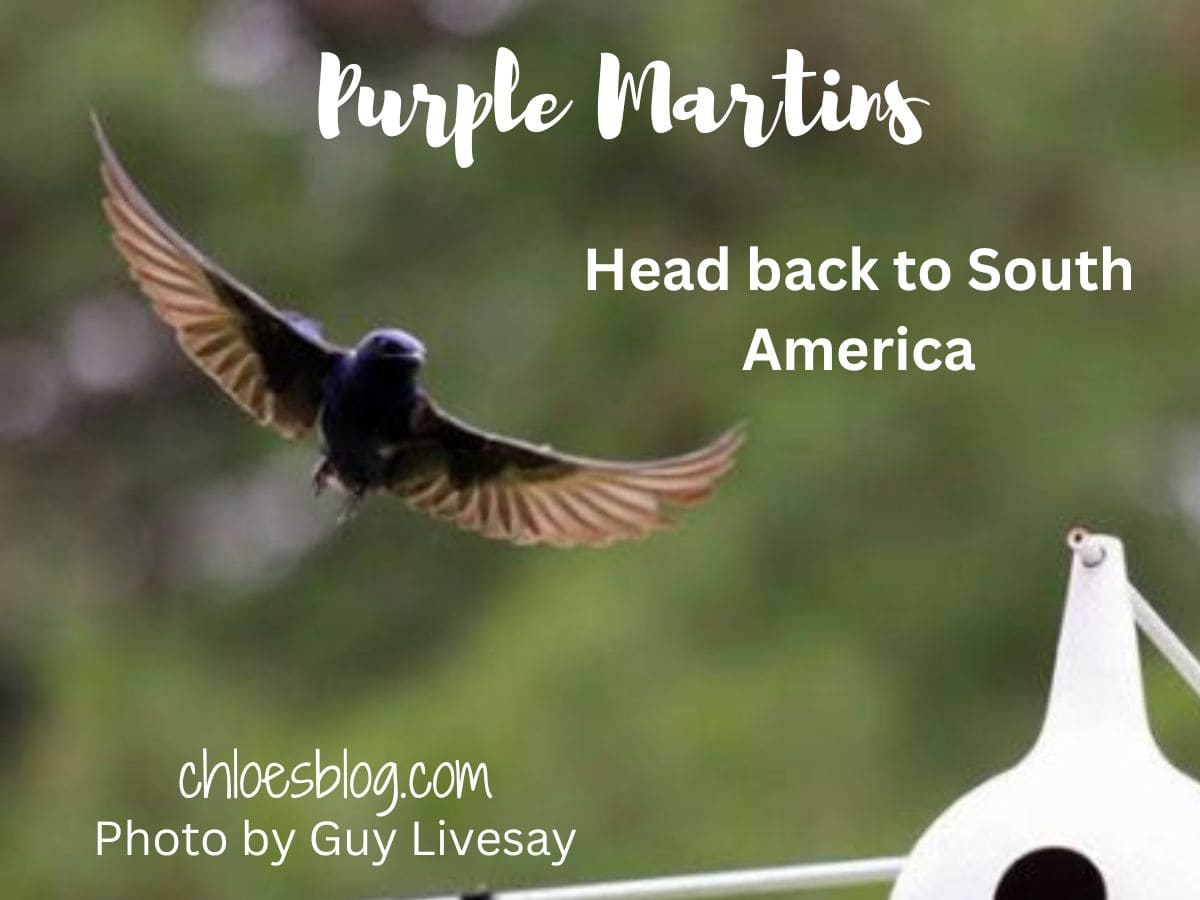Purple Martins are gone from the east coast -They are headed back to Brazil