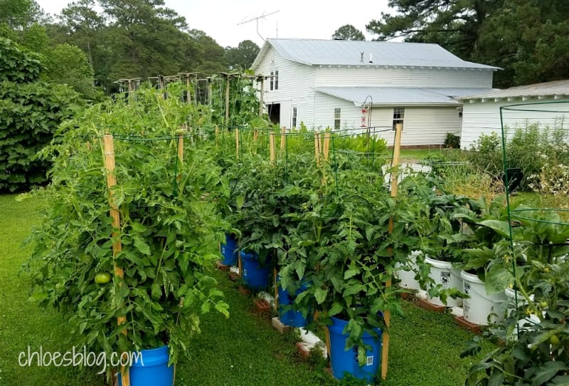 Rain Gutter Gardening System at Big Mill Bed & Breakfast
