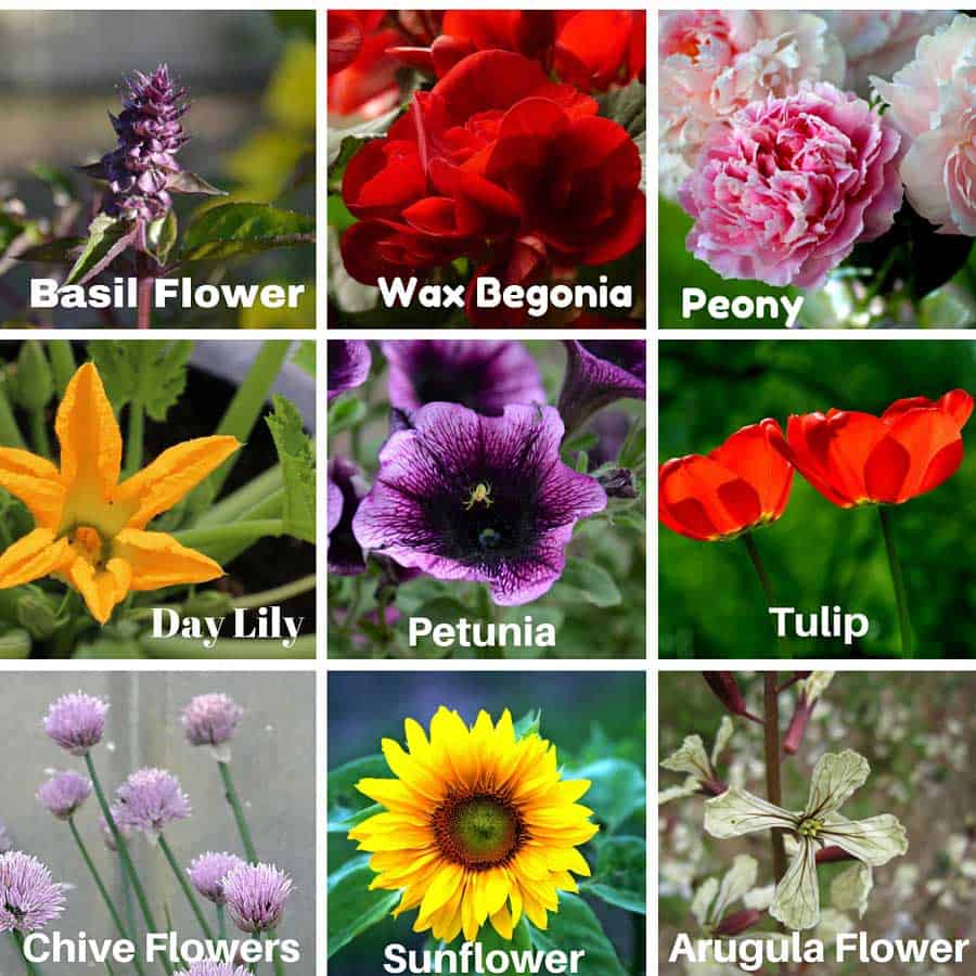 Fun Things to do With Edible Flowers | Big Mill B&B