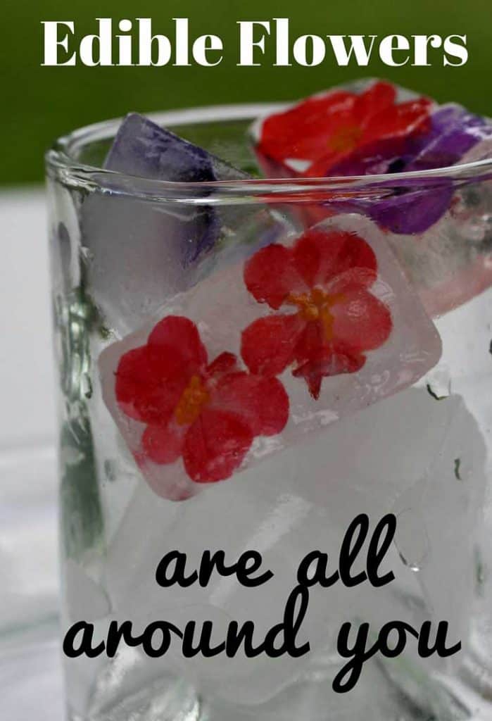 Fun Things to do With Edible Flowers | Big Mill B&B